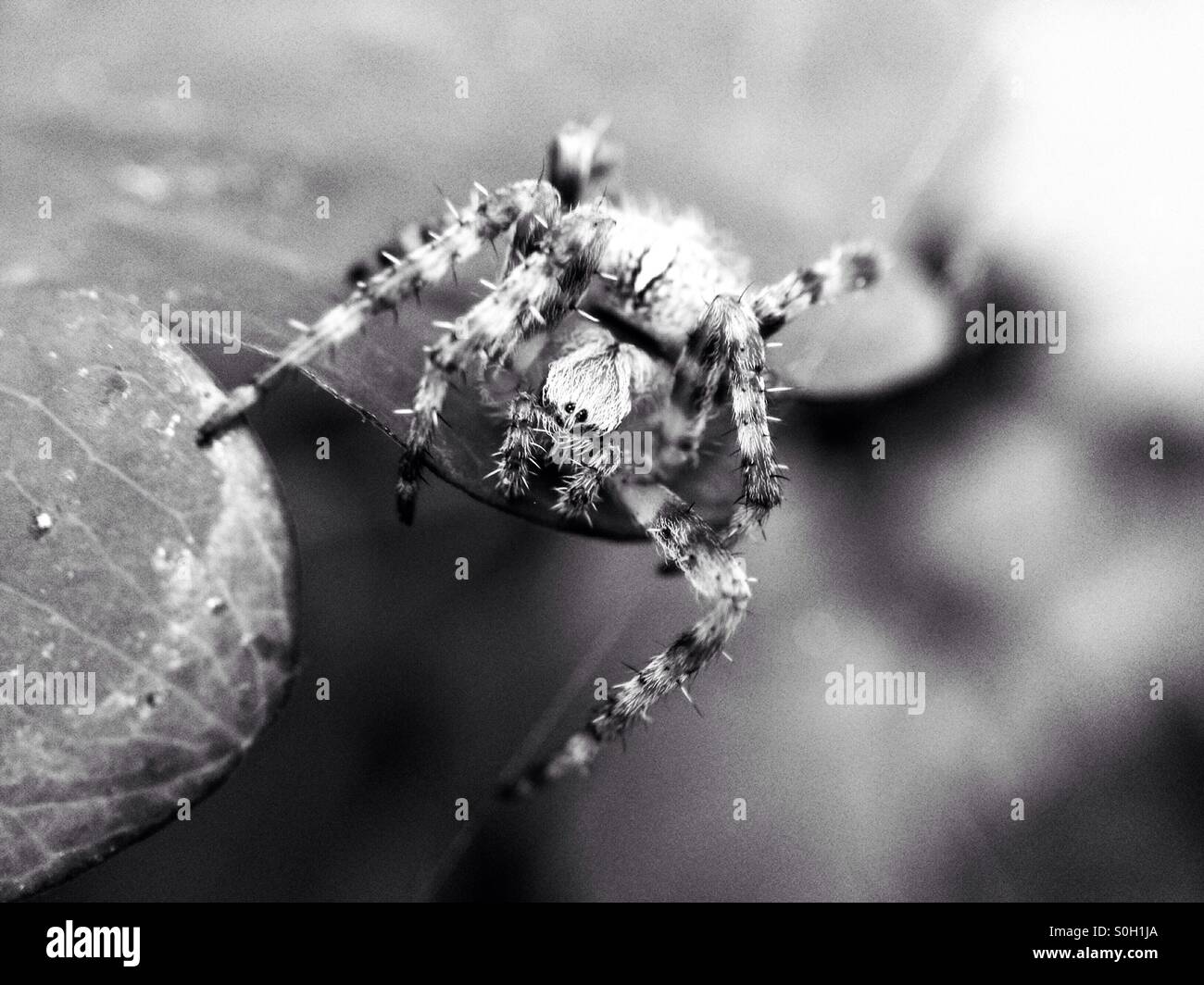 Spiders legs hi-res stock photography and images - Alamy