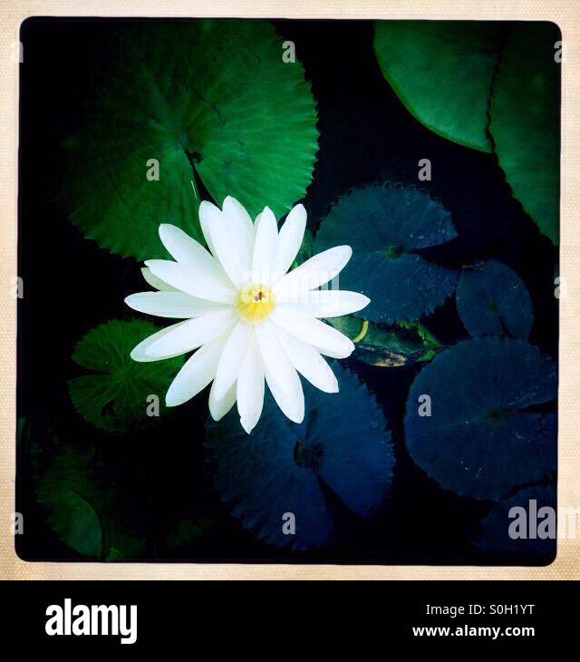 White Lily Pads High Resolution Stock Photography and Images - Alamy