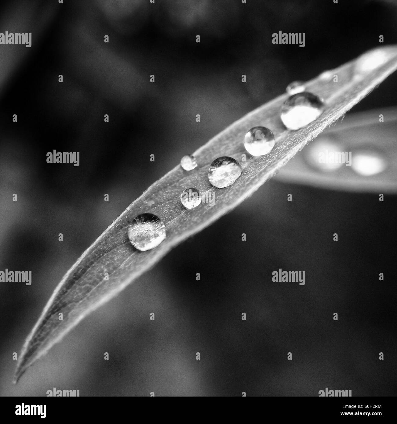 Water droplets texture Black and White Stock Photos & Images - Alamy