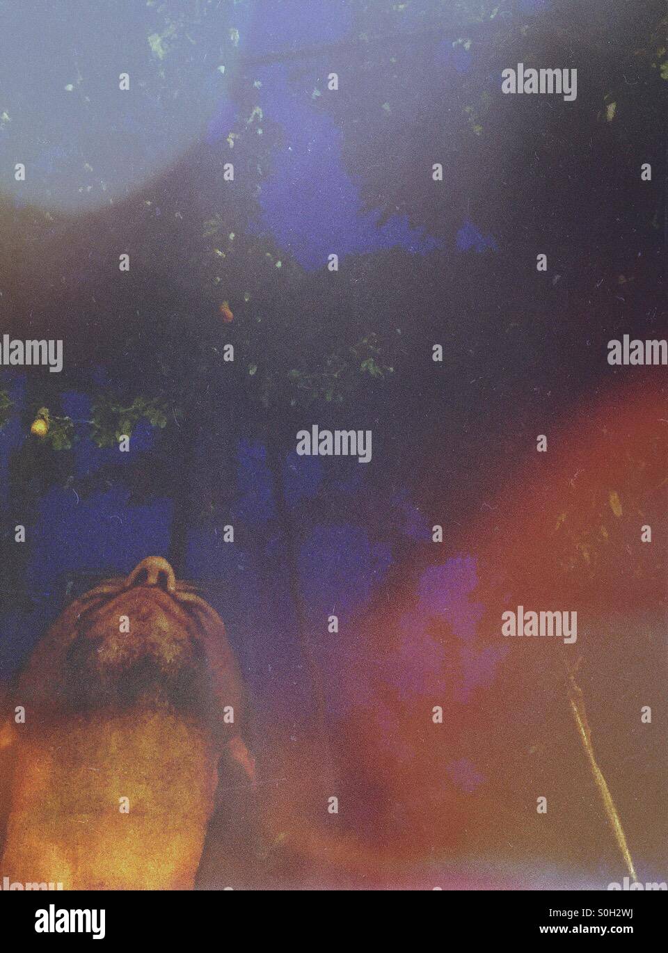 Looking at the stars through vine tree canopy Stock Photo - Alamy