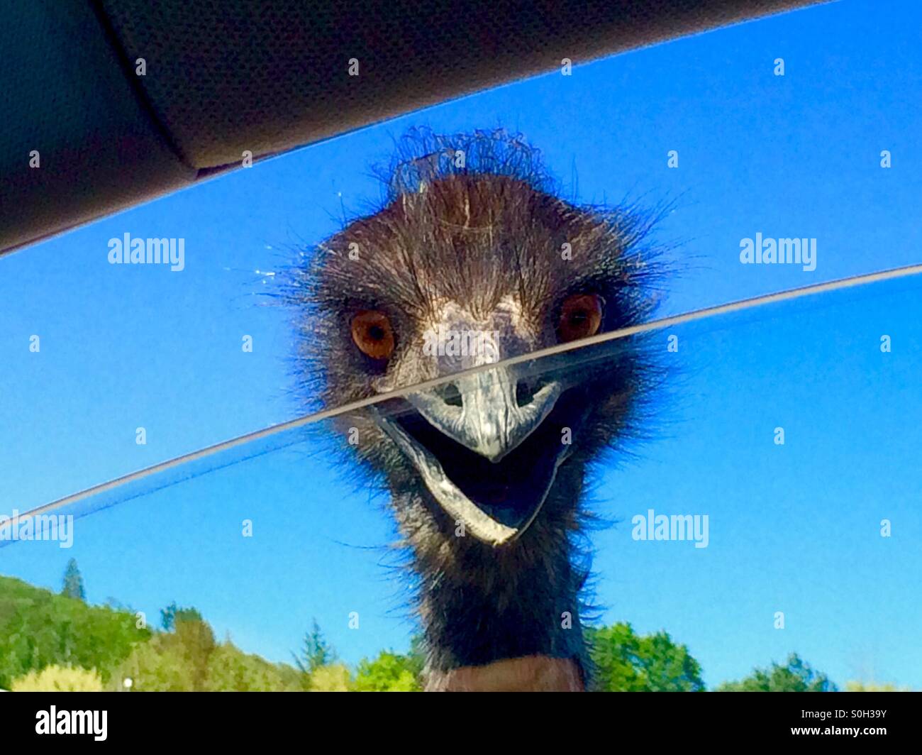Emu eyes hi-res stock photography and images - Alamy