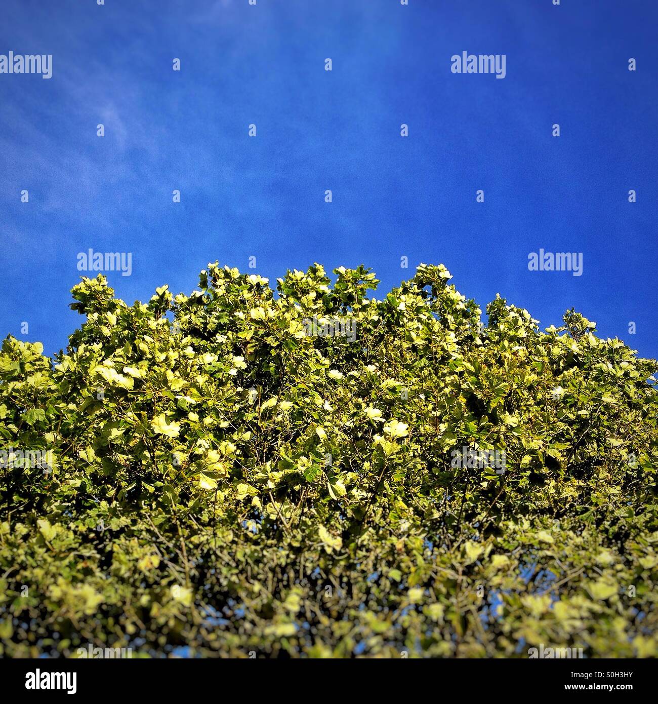Top of tree against blue sky Stock Photo - Alamy