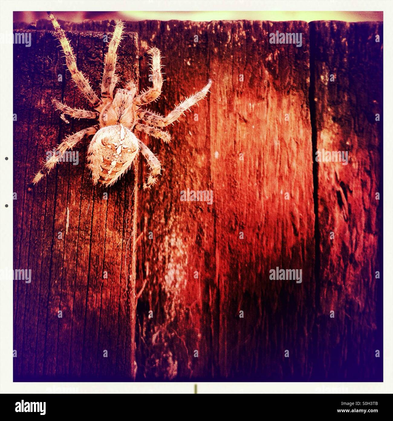 Common spider hi-res stock photography and images - Alamy