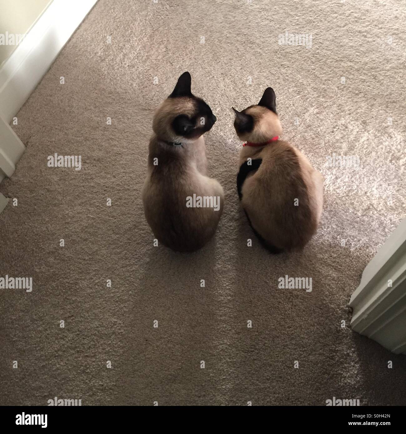 Talking siamese hi-res stock photography and images - Alamy