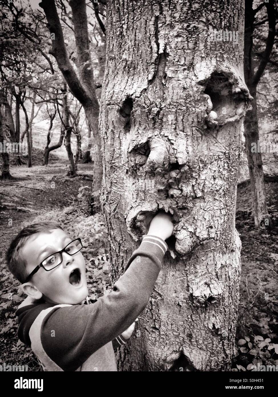 Black boy tree hi-res stock photography and images - Alamy