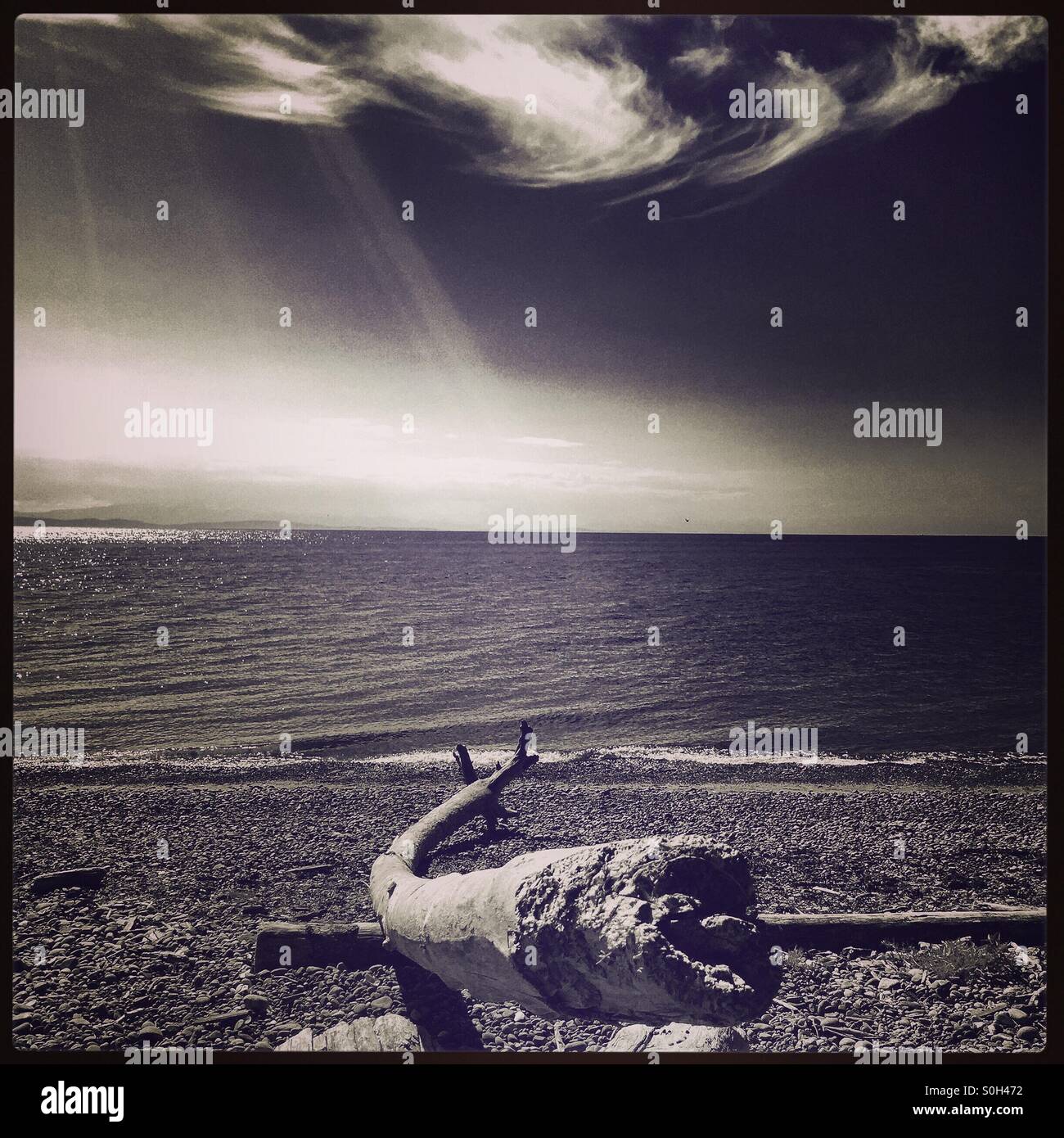 Long log hi-res stock photography and images - Alamy