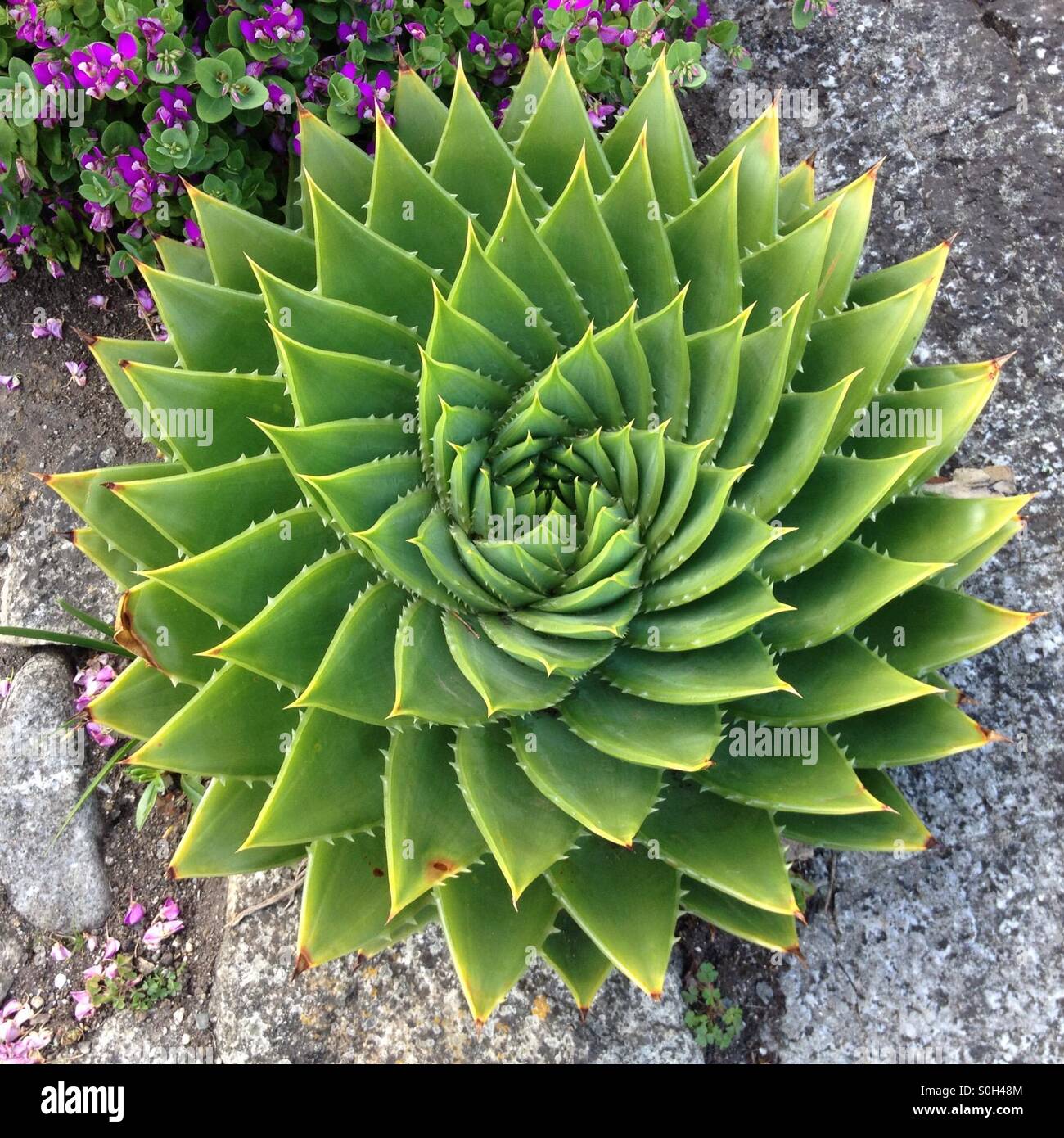 Spiral Aloe Aloe Polyphylla High Resolution Stock Photography and ...