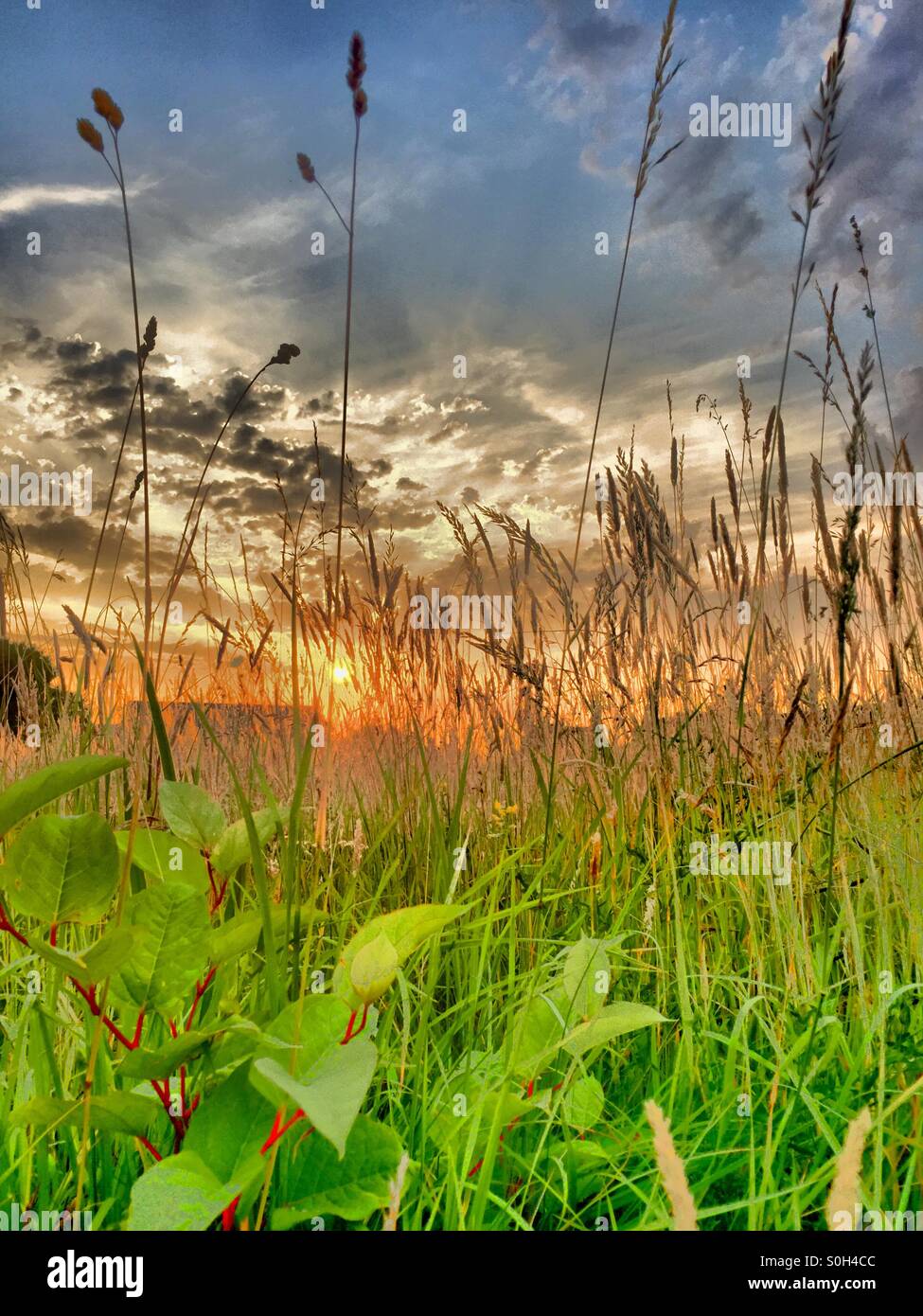 Golden sunset with dramatic clouds over a field with grass Stock Photo ...