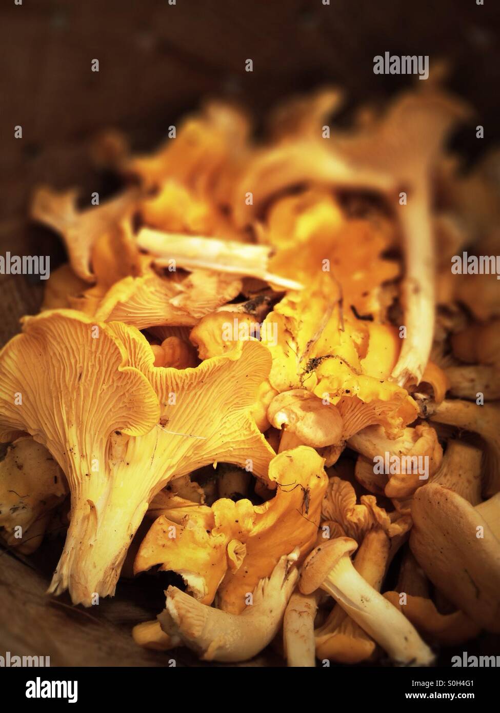 Gathered Chantarelle mushrooms close Stock Photo - Alamy