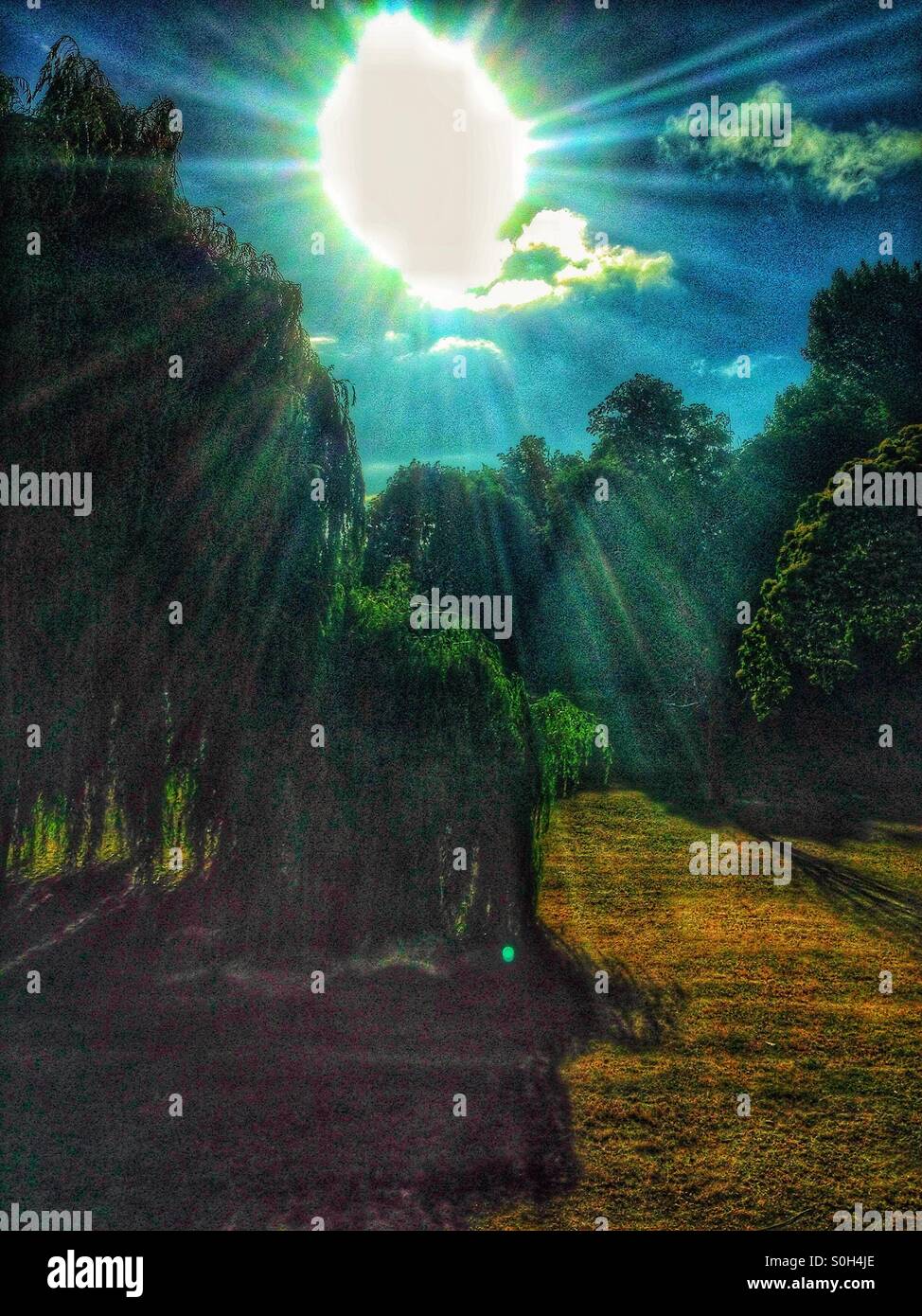 Sunrays over Peckham Rye Stock Photo - Alamy