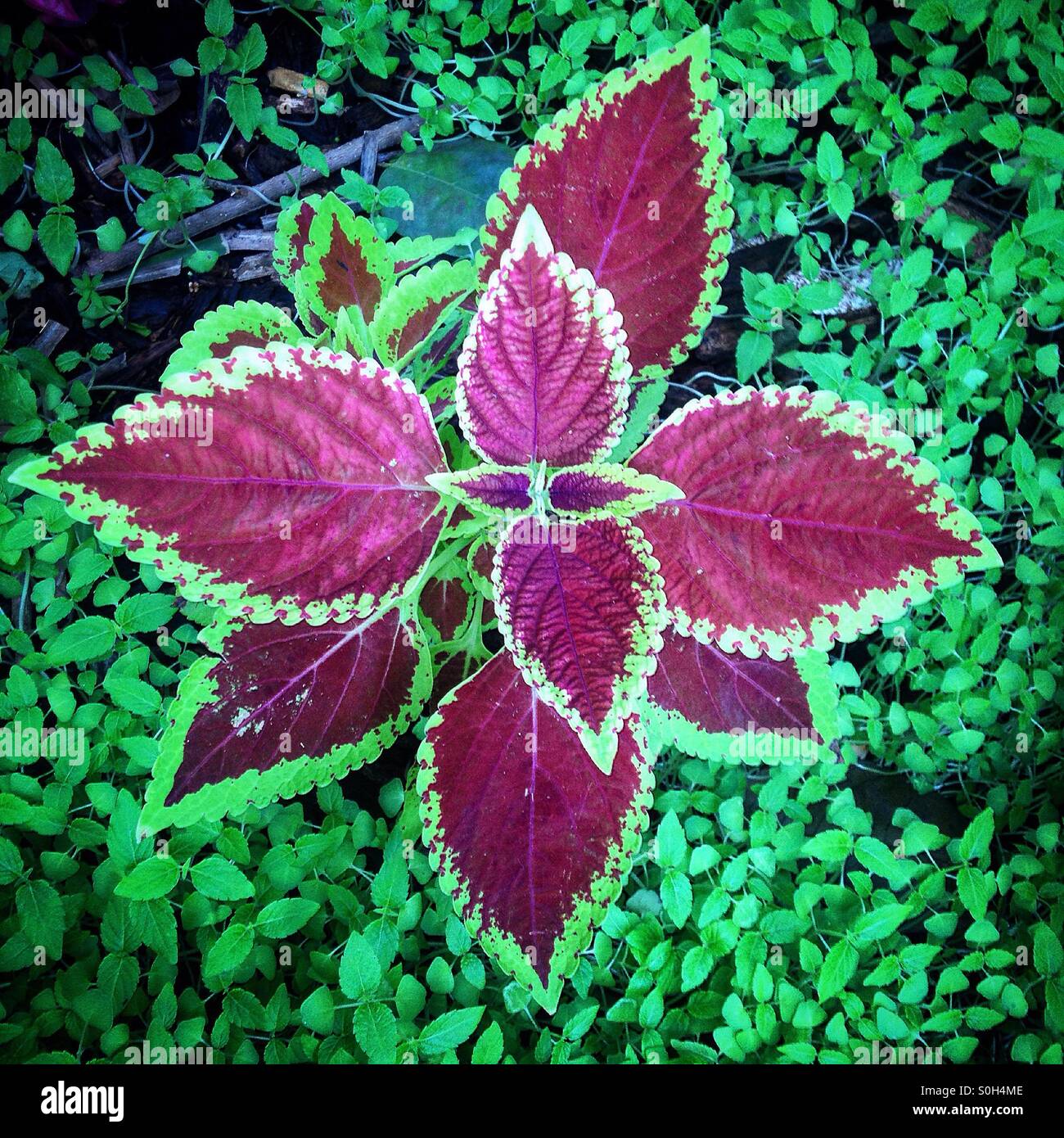 A plant with red leaves in a garden of Colonia Roma, Mexico City ...