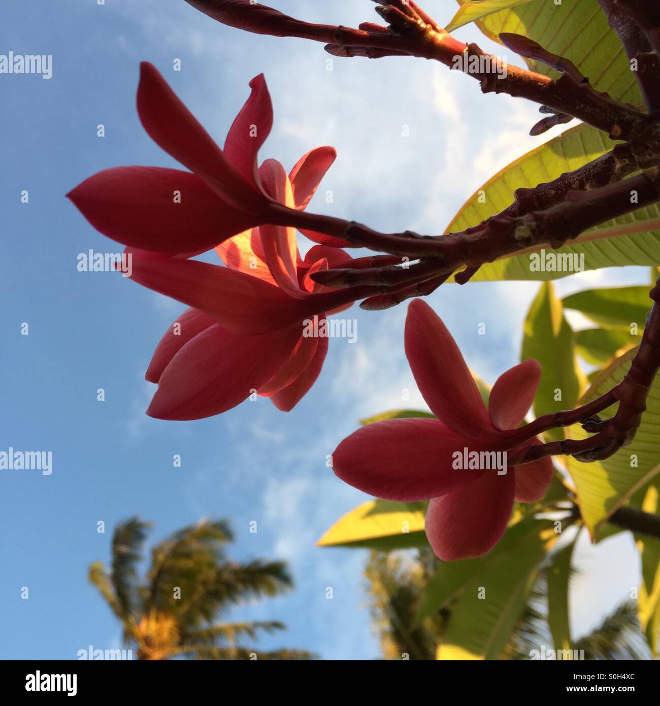 Pink paradise hi-res stock photography and images - Alamy