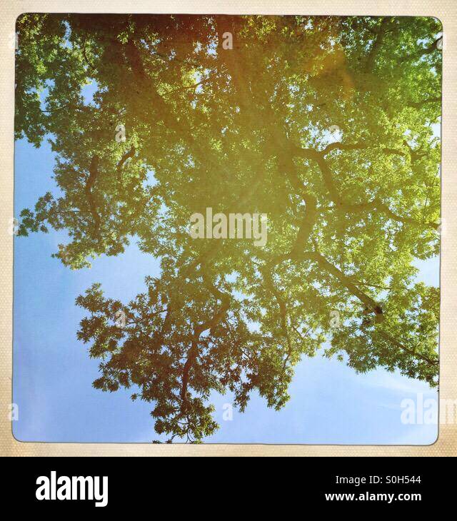 Hazy Summer tree top Stock Photo - Alamy