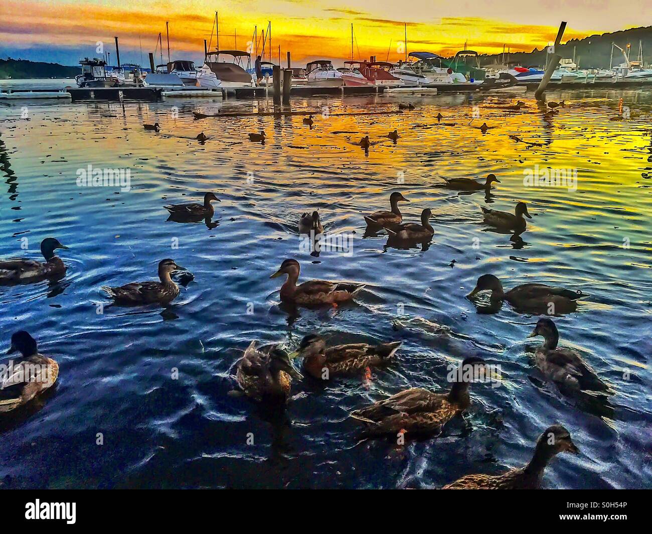 Family feeding ducks river hi-res stock photography and images - Alamy