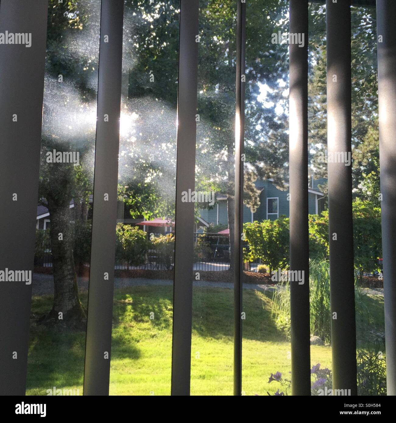 Sunny garden through the window blinds Stock Photo - Alamy
