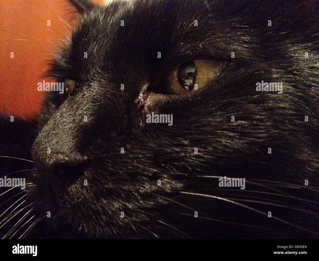 Black cat profile Stock Photo - Alamy