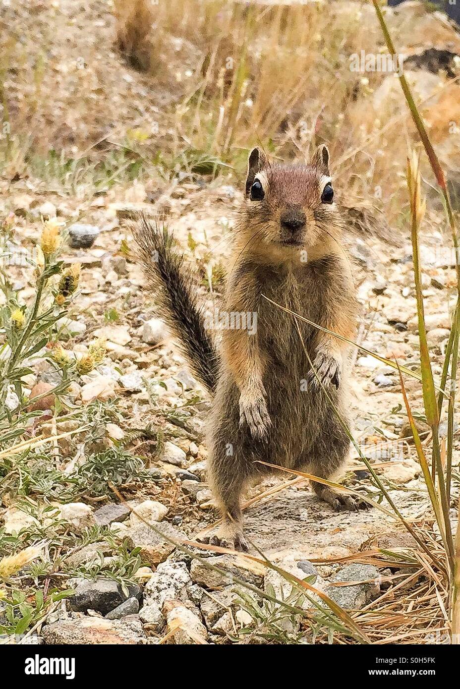 Chipmunk standing on two hi-res stock photography and images - Alamy