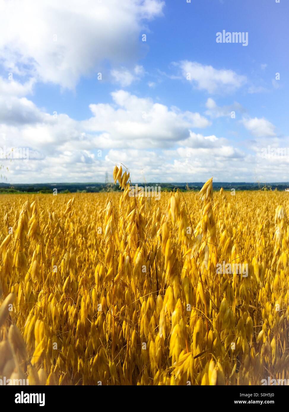 Oats Growing Uk High Resolution Stock Photography and Images - Alamy