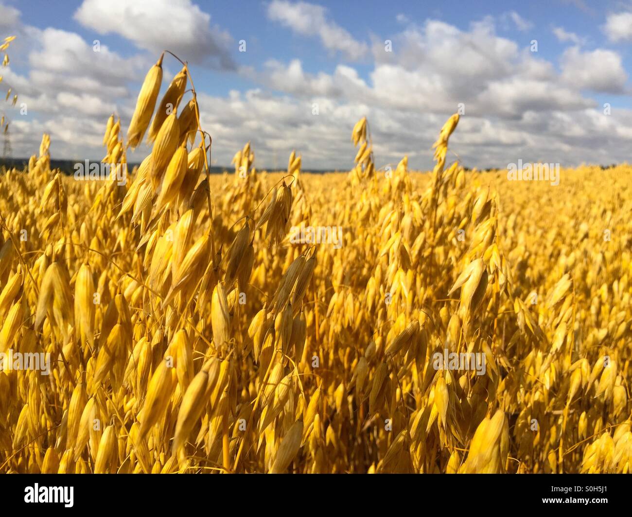 Oats growing uk hi-res stock photography and images - Alamy