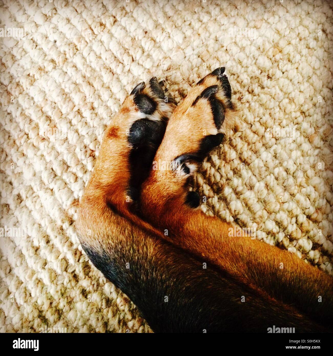 Rottweiler dog paw Stock Photo - Alamy