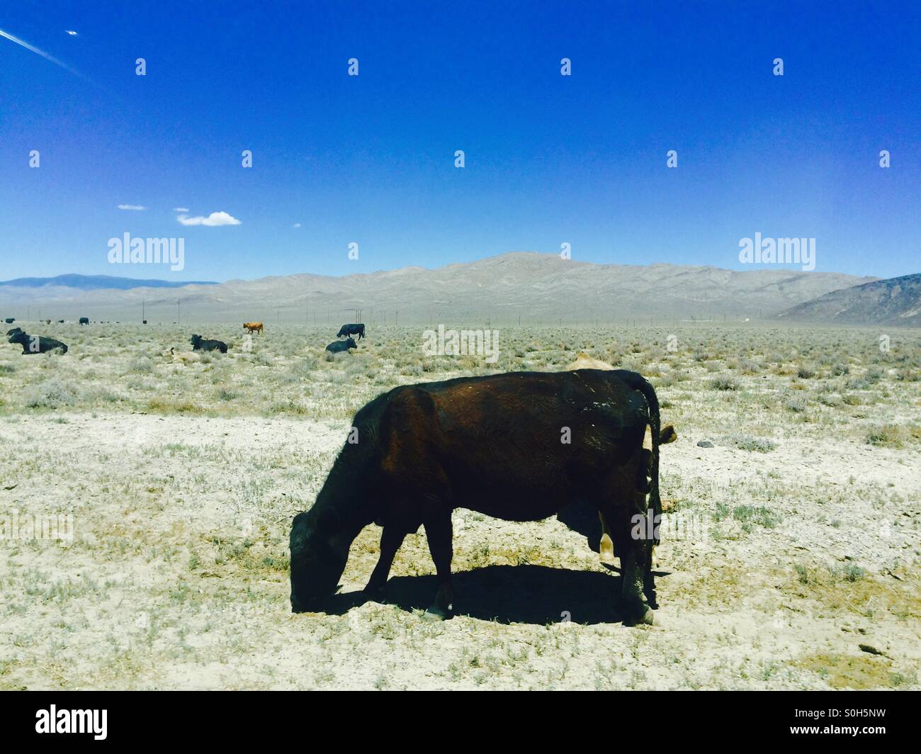 Open range hi-res stock photography and images - Alamy