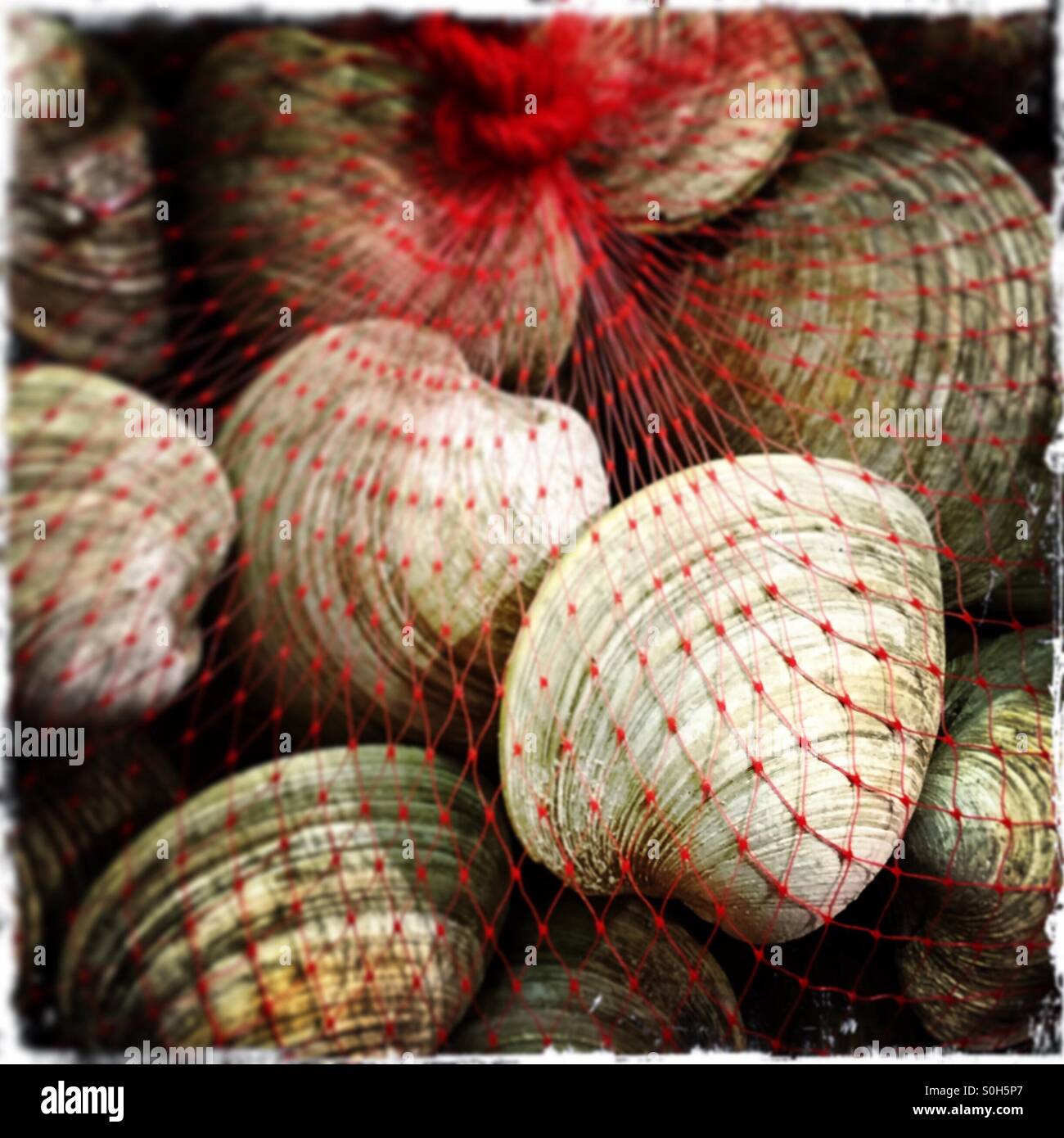 Ocean clams hi-res stock photography and images - Alamy
