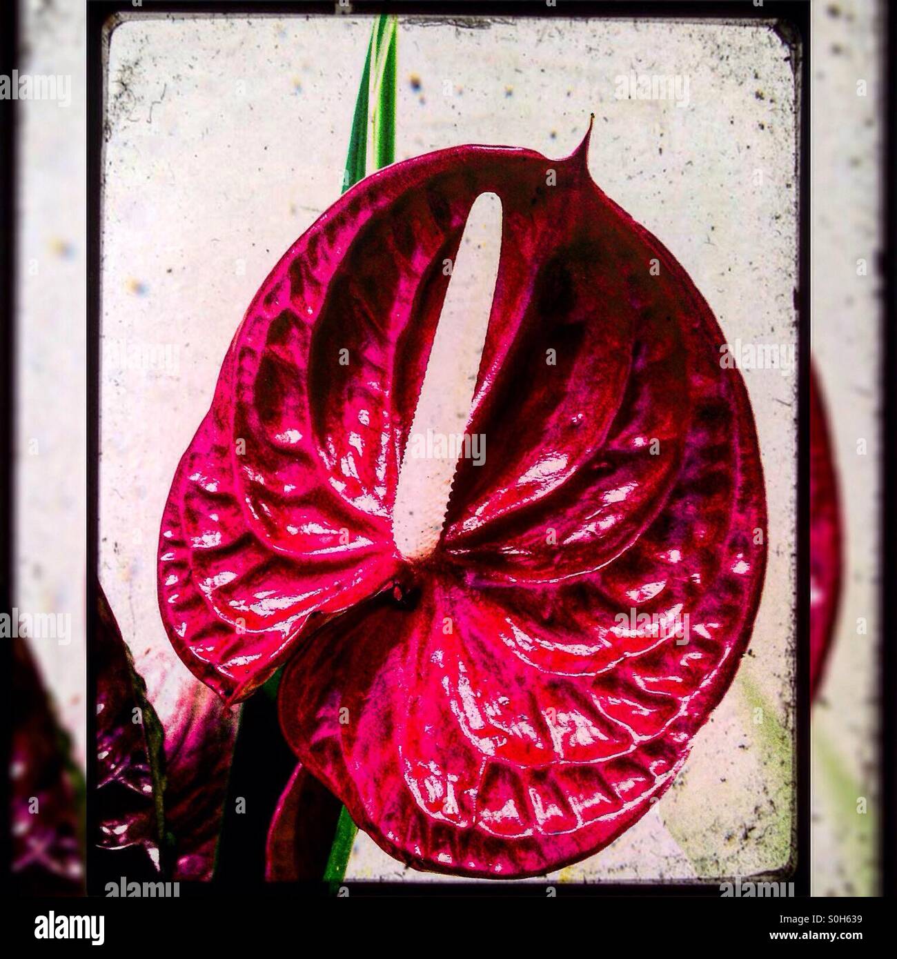 Deep red flower display Stock Photo - Alamy