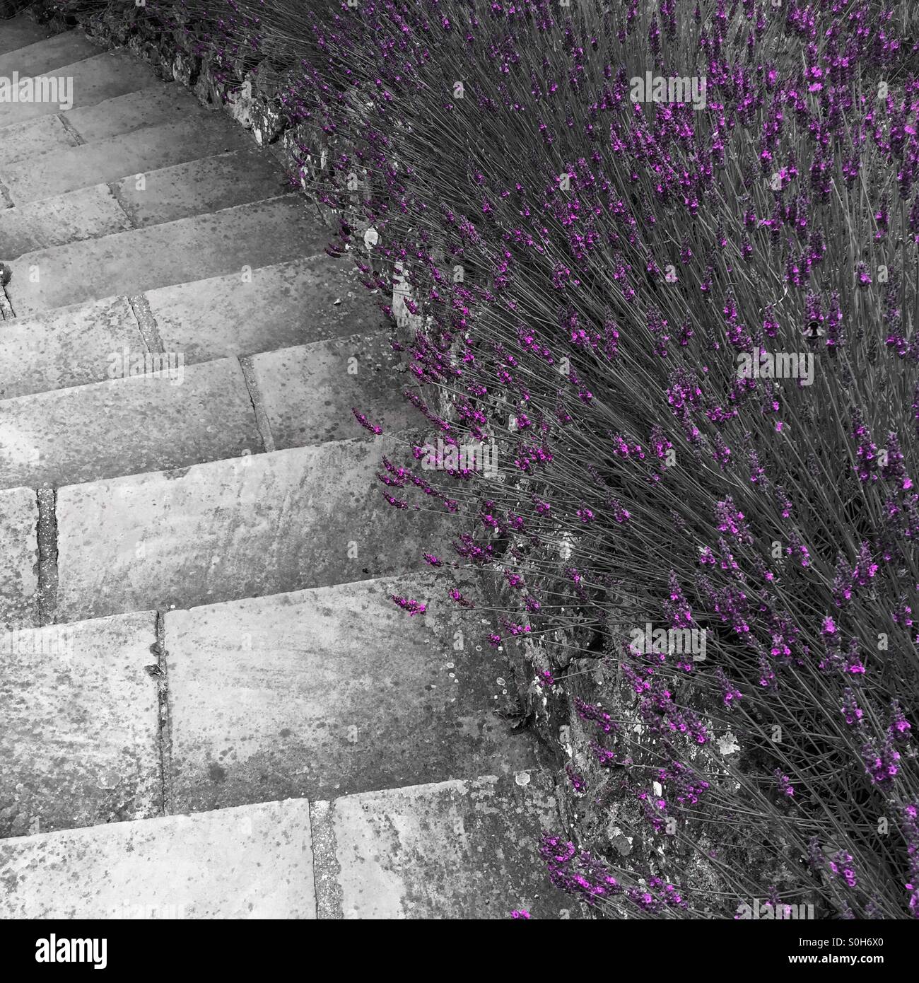 Lavender path hi-res stock photography and images - Alamy