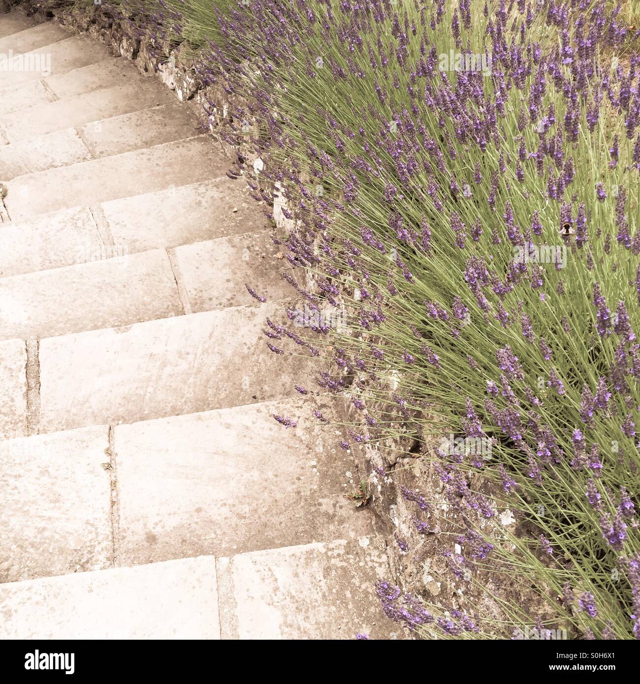 Herb garden path hi-res stock photography and images - Alamy