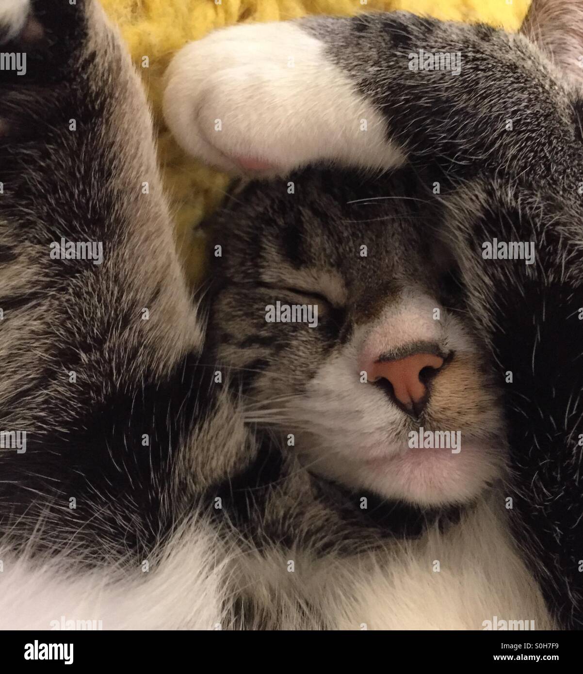 Cute cuddly cat hi-res stock photography and images - Alamy