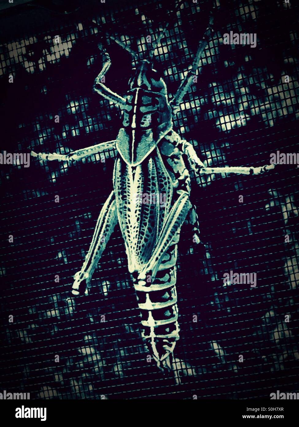 Grasshopper on screen Stock Photo - Alamy