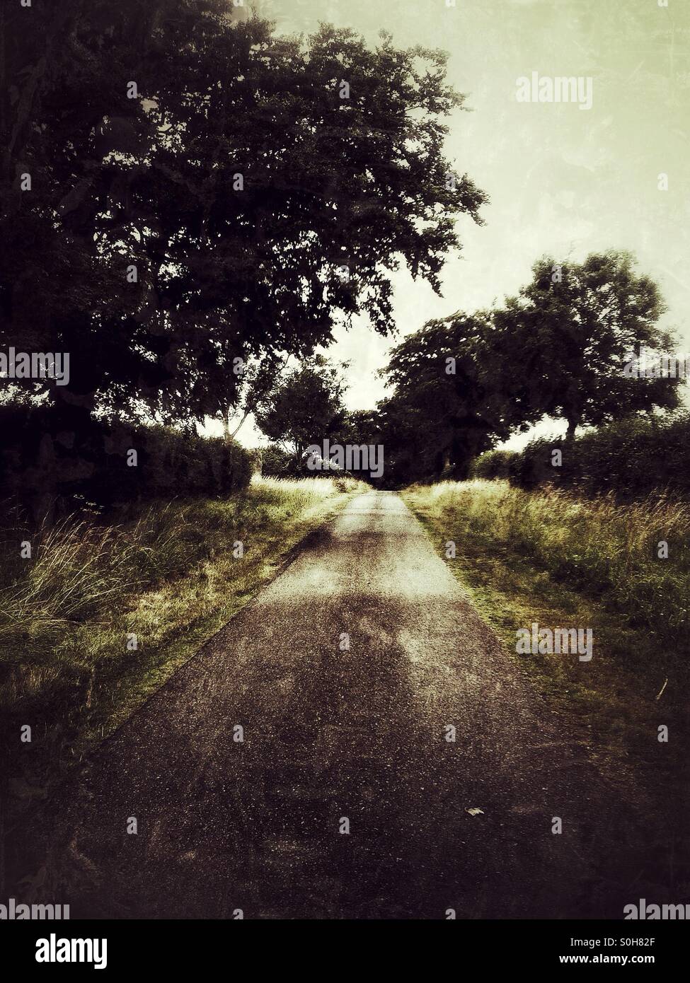 Spooky lane in Lincolnshire Stock Photo - Alamy