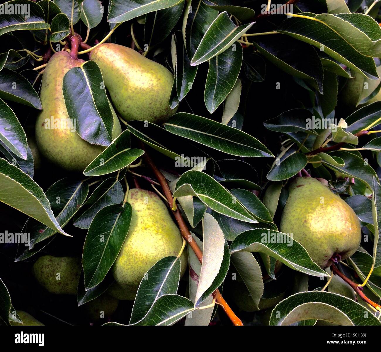 Pears tree hi-res stock photography and images - Alamy