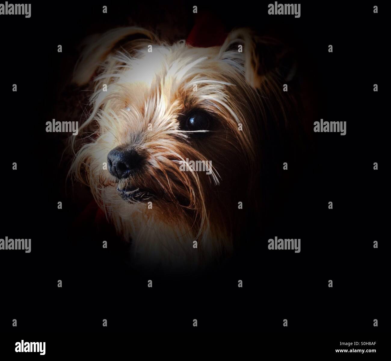 Yorkshire Terrier in the shadows Stock Photo - Alamy