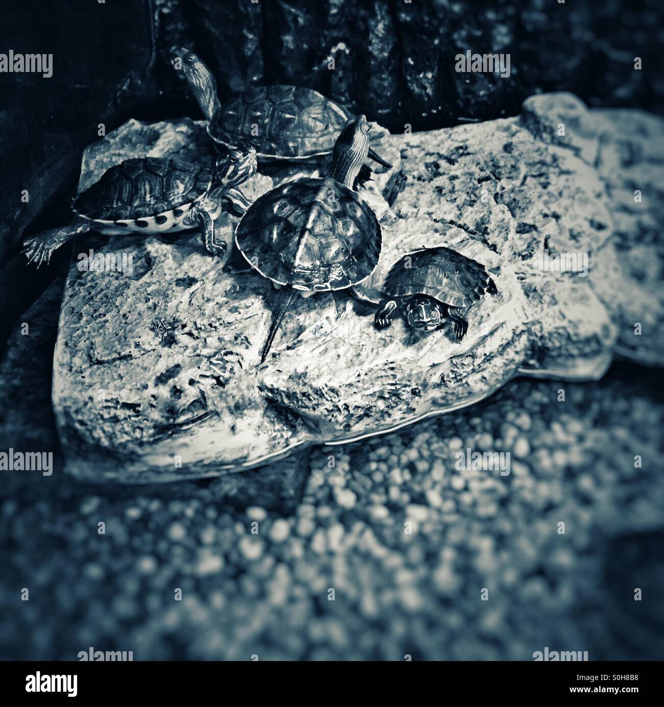 Chinese turtles hi-res stock photography and images - Alamy