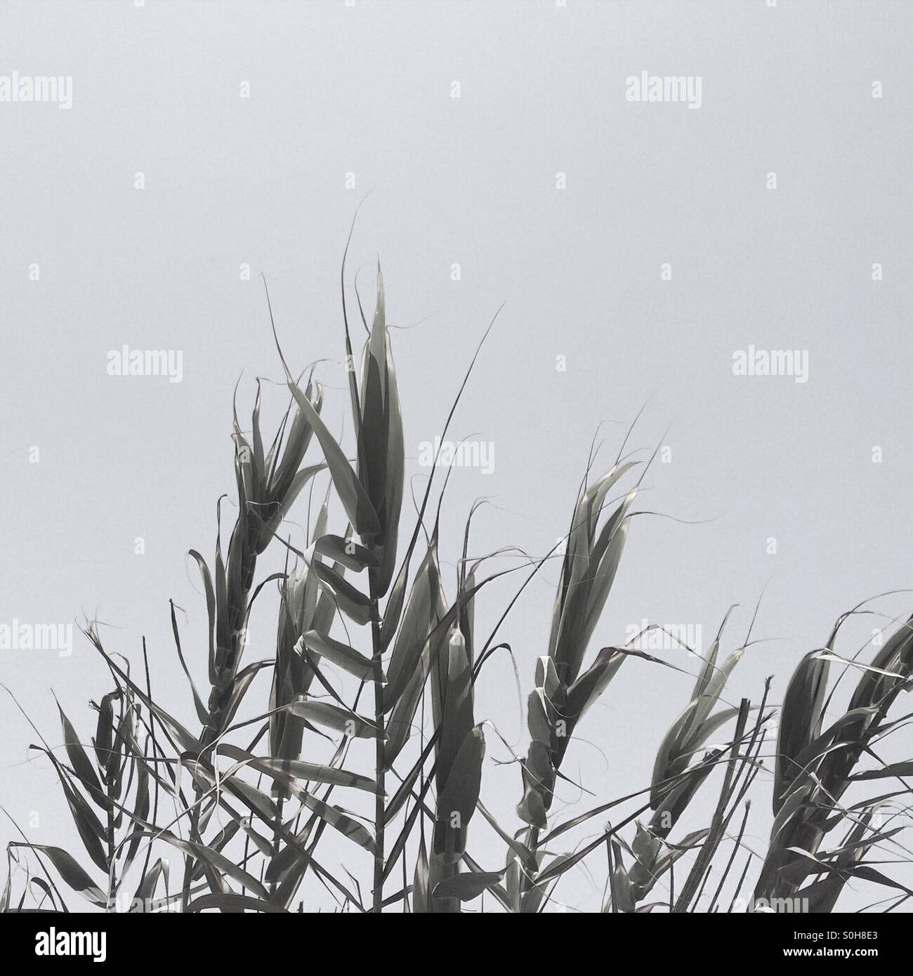 Jungle grass hi-res stock photography and images - Alamy