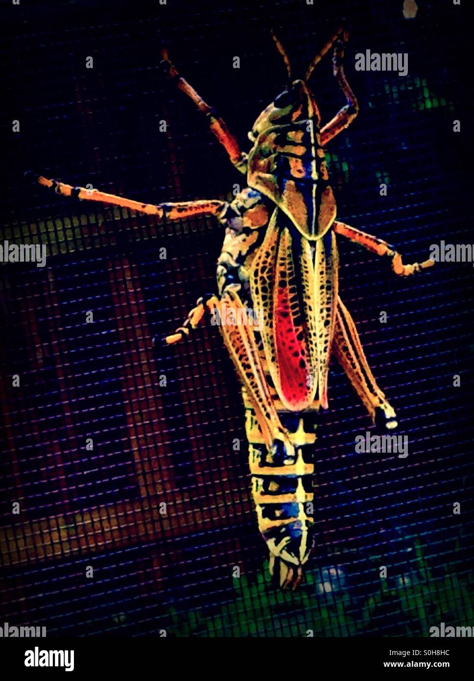 Grasshopper on screen Stock Photo - Alamy