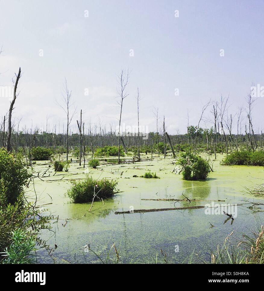 Indiana swamp hi-res stock photography and images - Alamy