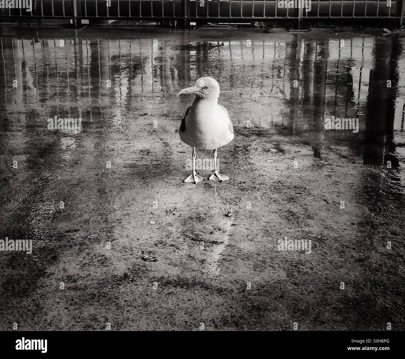 Lone seagull - black and white Stock Photo - Alamy