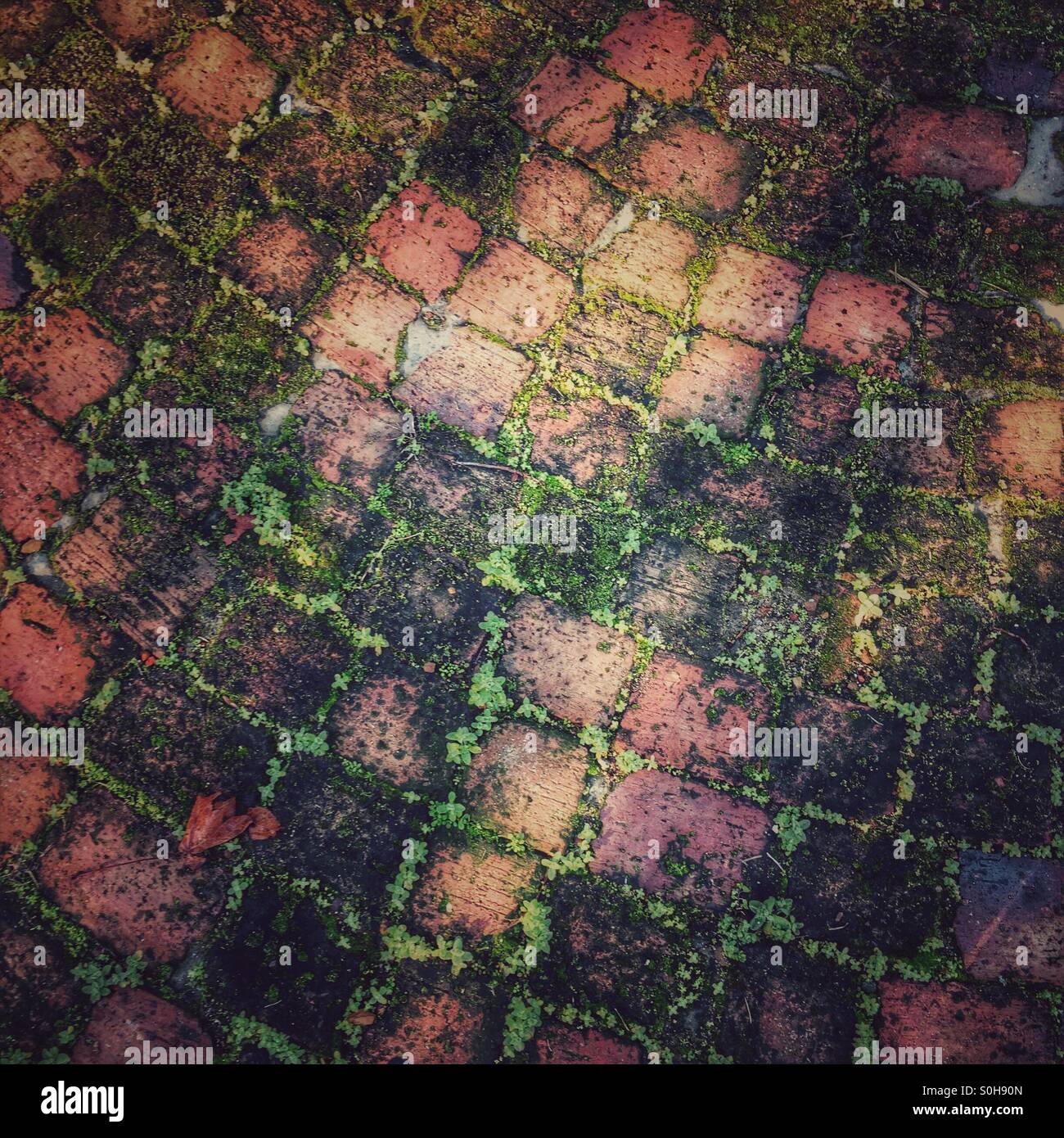 Moss growing between paving stones Stock Photo - Alamy