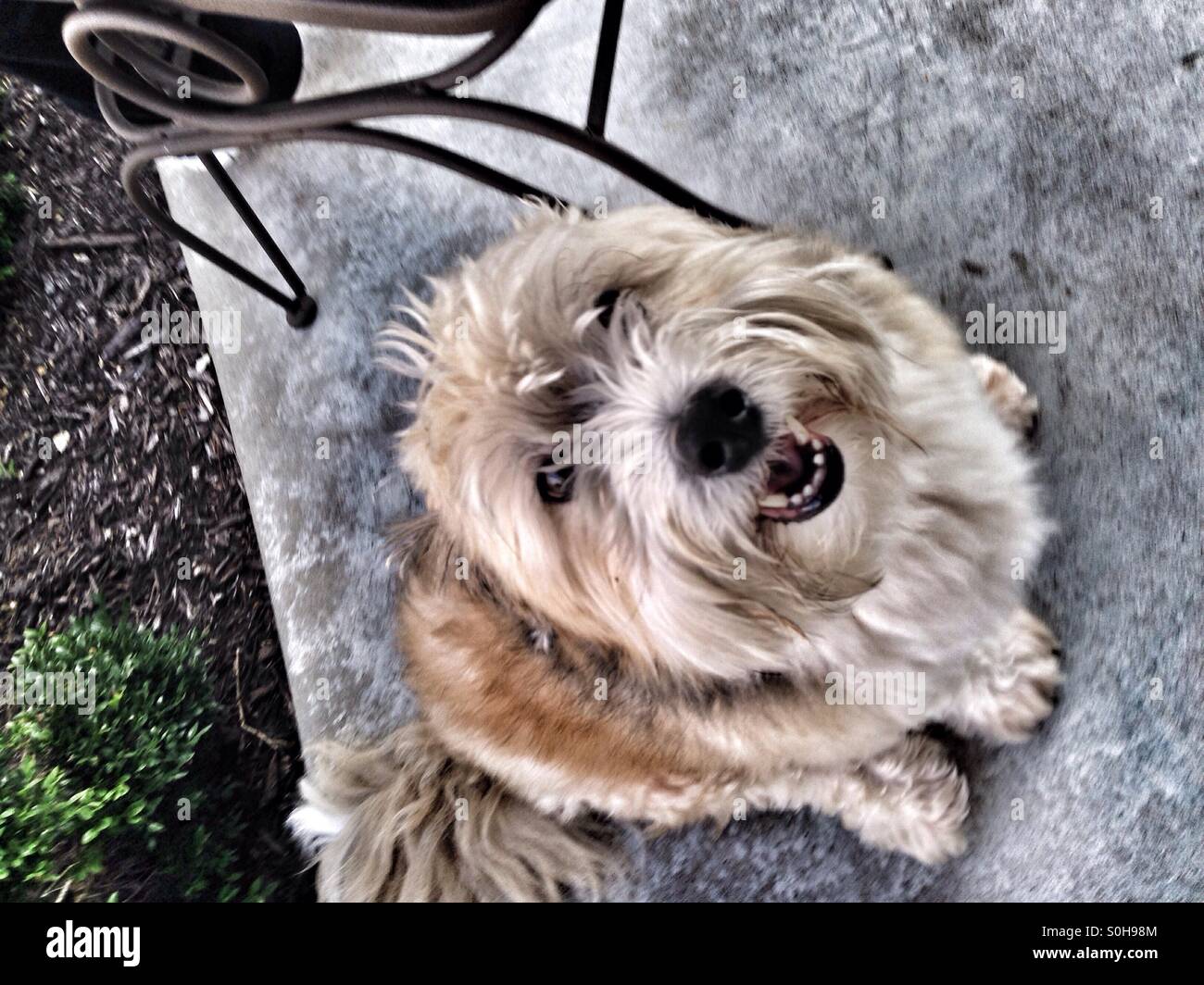 A dog taken in an awkward angle (2 Stock Photo - Alamy