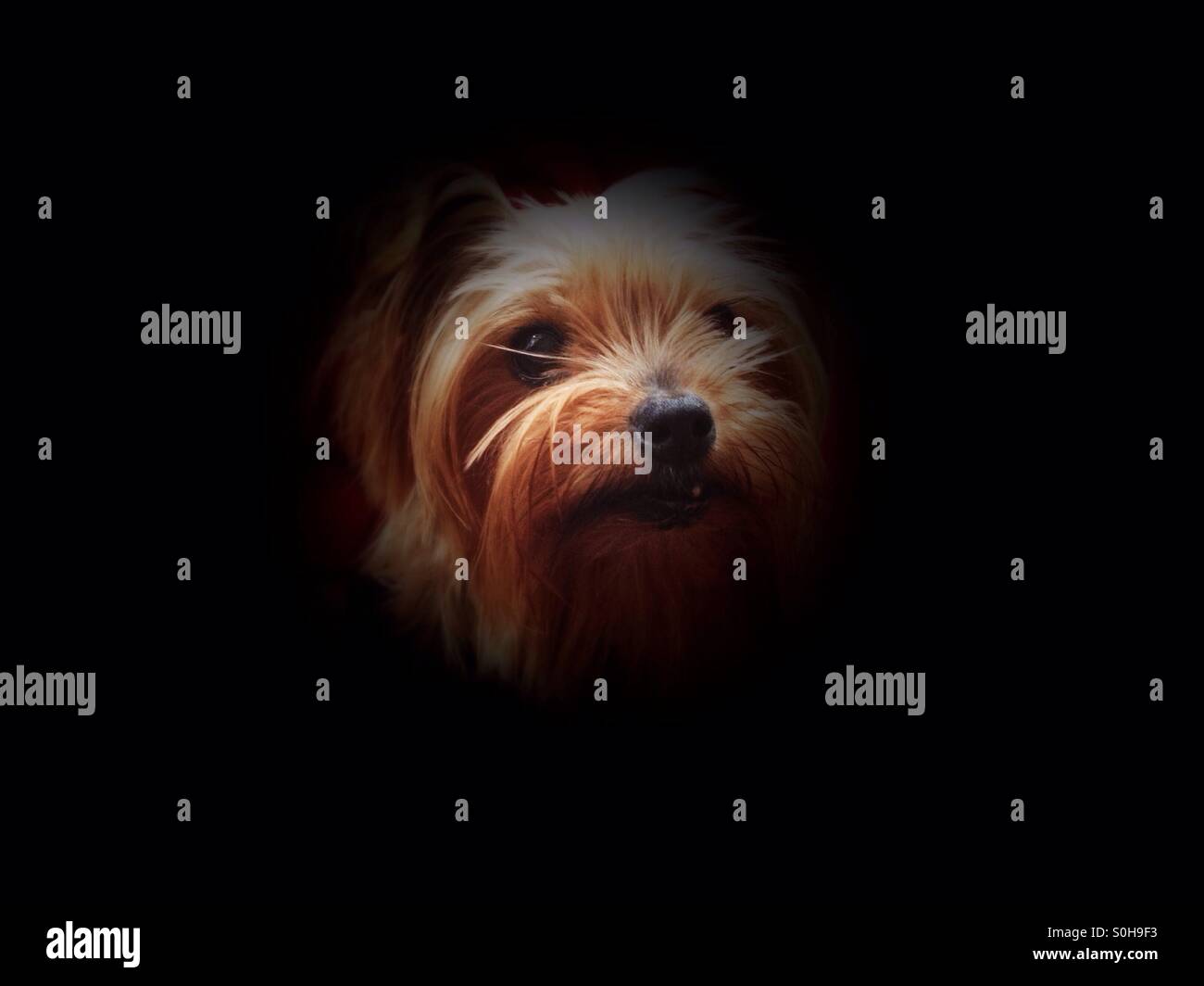 Yorkshire Terrier in the shadows Stock Photo - Alamy