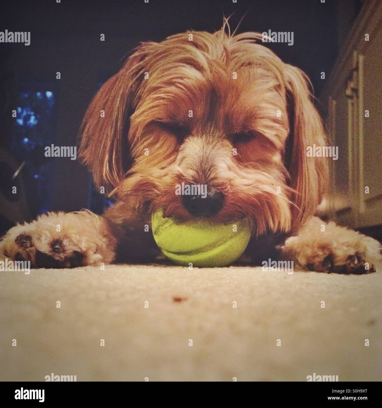 Yorkie Cross High Resolution Stock Photography and Images - Alamy