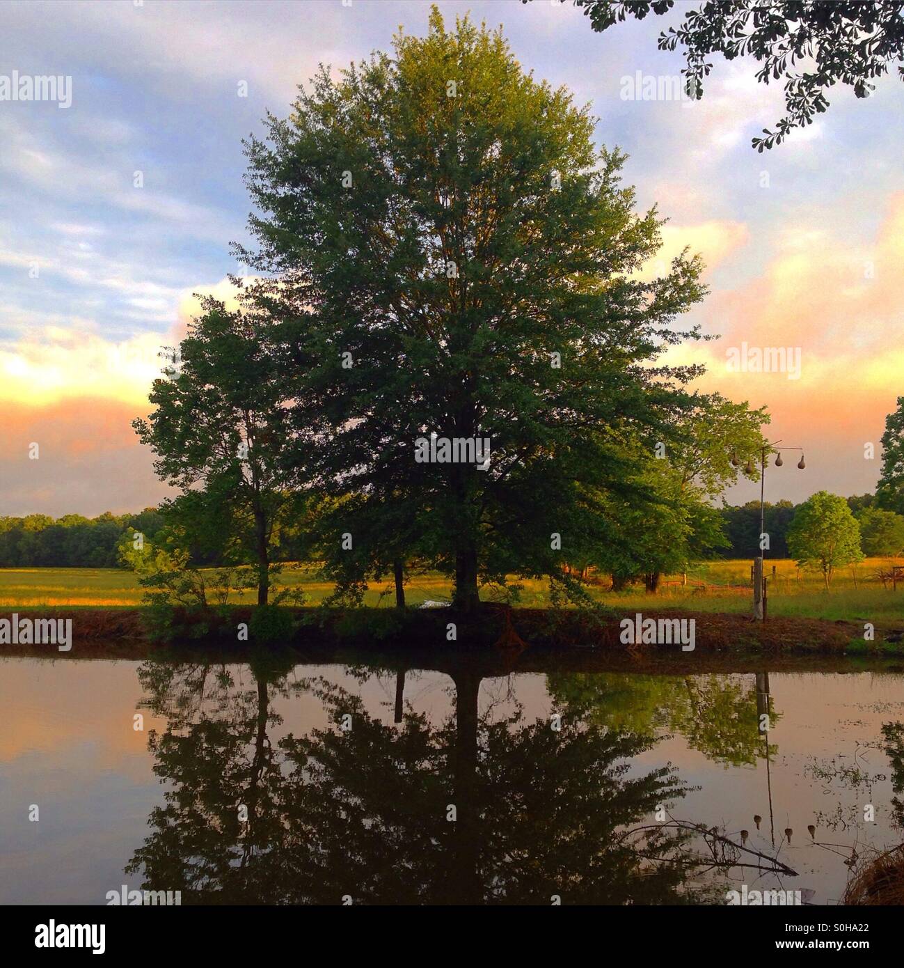 Thinking tree hi-res stock photography and images - Alamy