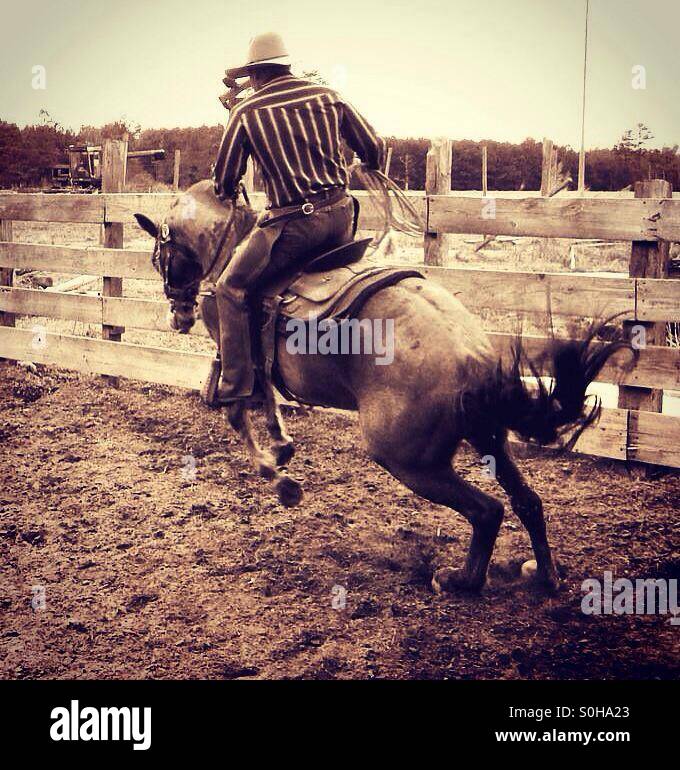 Buckaroo horse hi-res stock photography and images - Alamy