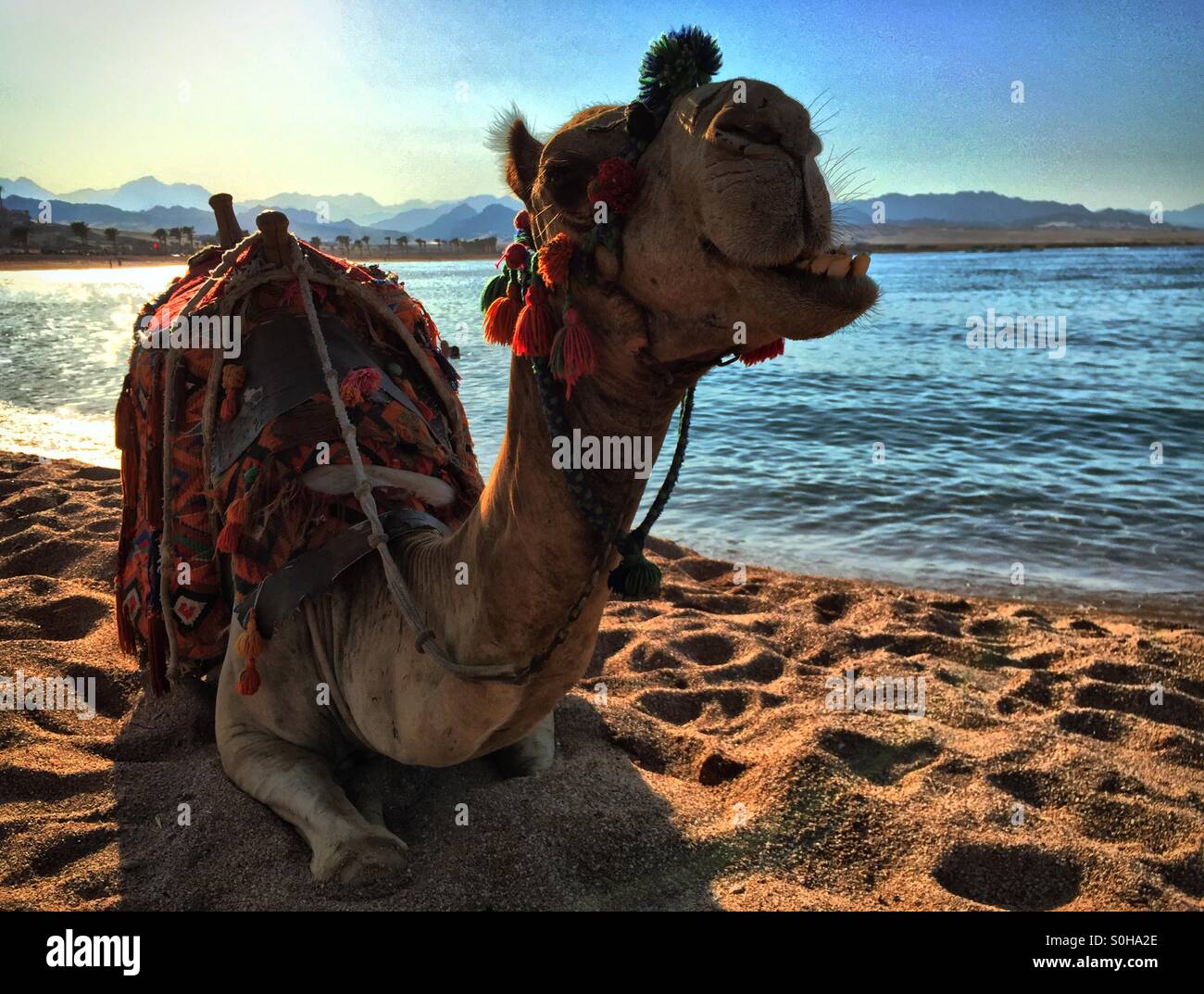 A lazy Camel enjoying a rest on the seaside of Nabq, in Sharm El Sheikh ...
