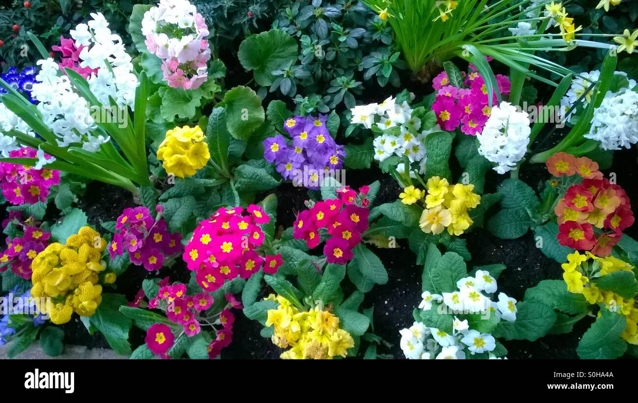 Vibrant flower garden Stock Photo - Alamy