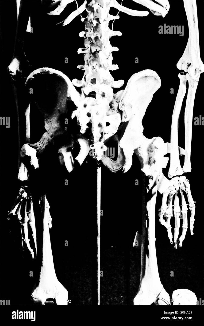 Bone model Black and White Stock Photos & Images - Alamy