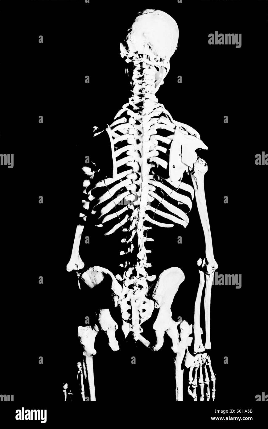 Zombie bones hi-res stock photography and images - Alamy