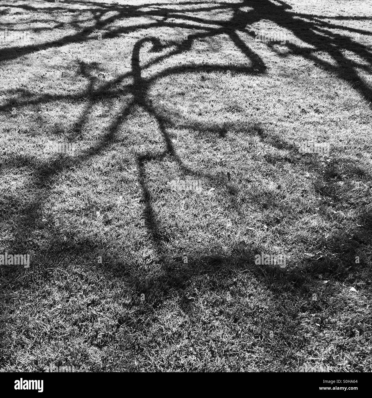 Tangled Black and White Stock Photos & Images - Alamy